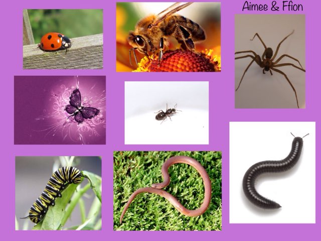 Minibeast Game Free Games | Activities | Puzzles | Online for kids ...