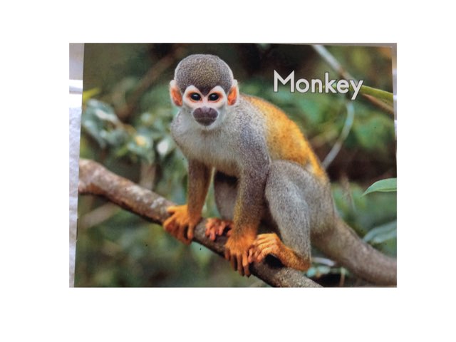 Monkey Sight Words LLI HCPSS Free Games online for kids in Nursery by ...