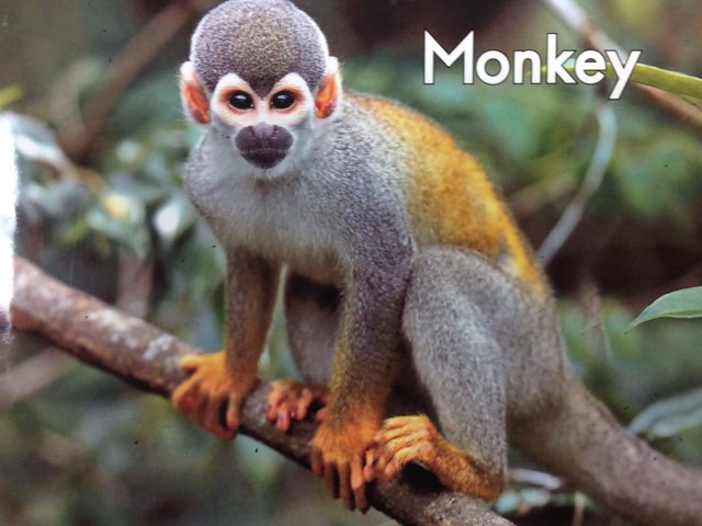 Monkey LLI Green Book 16 A Free Games online for kids in Nursery by ...