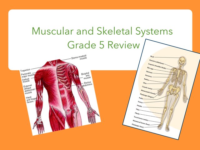 Muscular And Skeletal Systems Free Activities online for kids in 5th ...
