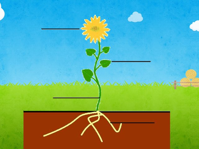 Parts Of A Flowering Plant Free Activities online for kids in ...