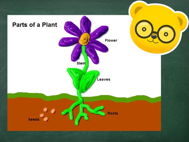 Parts Of A Plant Free Games online for kids in Nursery by Stacie Brimmage