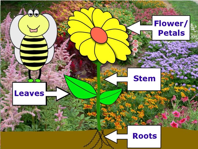 Parts Of A Plant Free Games online for kids in Nursery by Misty Savario