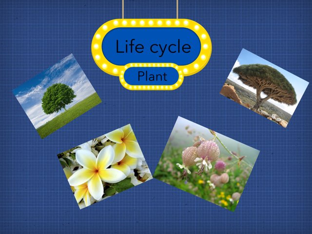 Plant Life Cycle Free Games online for kids in Nursery by Gregorio Doleatto