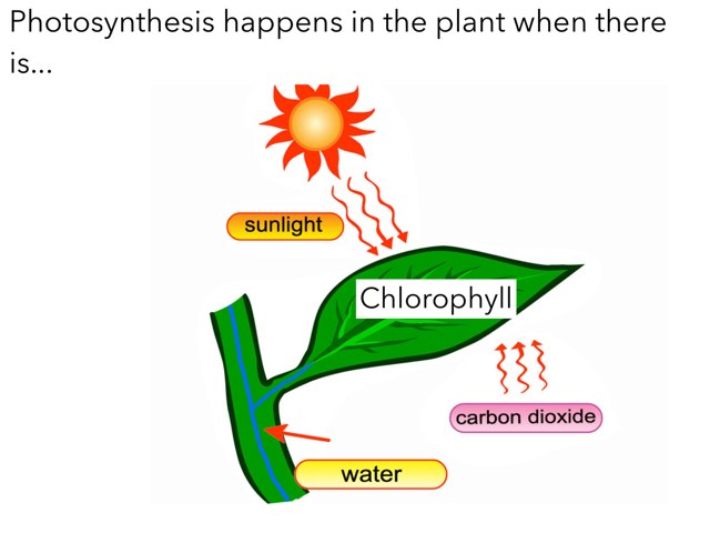 Plant Processes Free Activities online for kids in 3rd grade by Susan ...