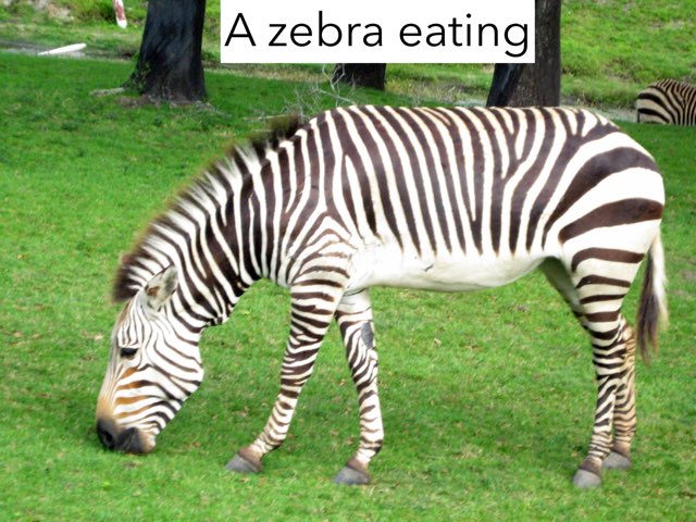 Sadie's Zebra's Free Games online for kids in Nursery by Keegan scelia