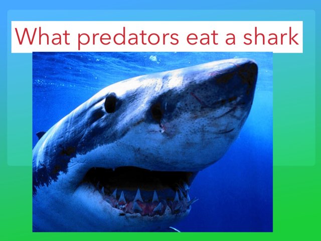 Shark Free Games online for kids in Nursery by Jane Miller _ Staff ...