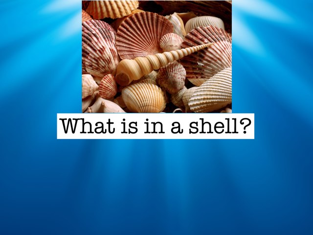 Shell Knowledge Free Games online for kids in Pre-K by Linda Lonergan