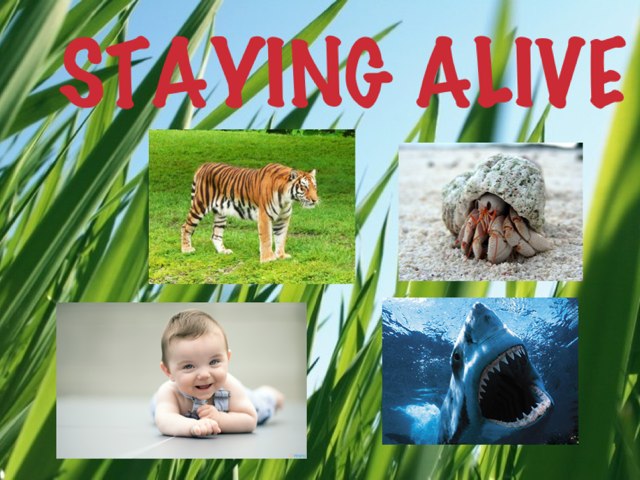 Staying Alive Free Games online for kids in Pre-K by Helen Smith