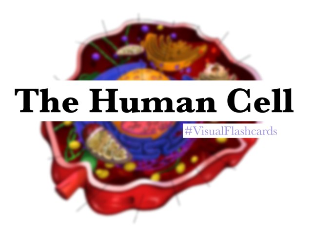 The Human Cell Free Activities online for kids in 1st grade by Yogev Shelly