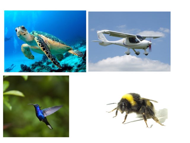 Things That Fly Free Games online for kids in Nursery by Sharon Mckenna