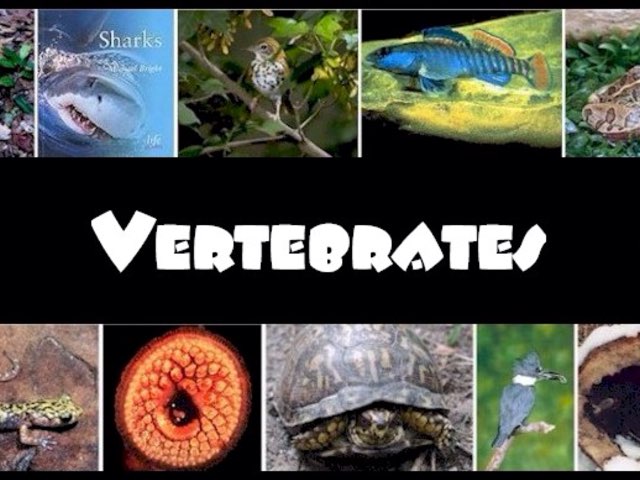 Vertebrate Classification Free Activities online for kids in 1st grade ...