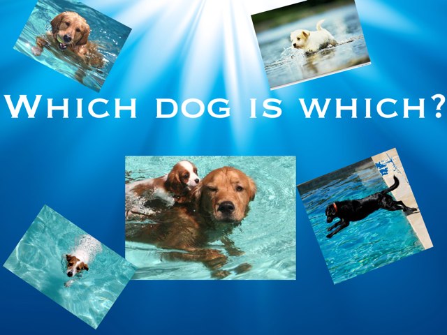 Which Dog Is Which? Free Games | Activities | Puzzles | Online for kids ...
